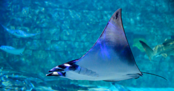 Experiências com arraias no SeaWorld Orlando